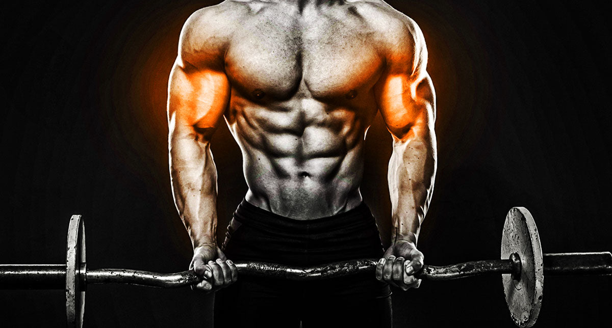 Anatomie Basics: Muskeln und Muskelaufbau – SportlerPlus